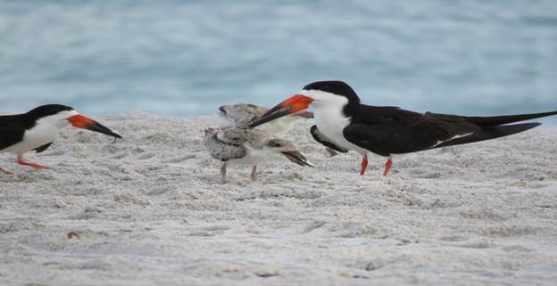 Paradise News Magazine | Give Nesting Shore Birds